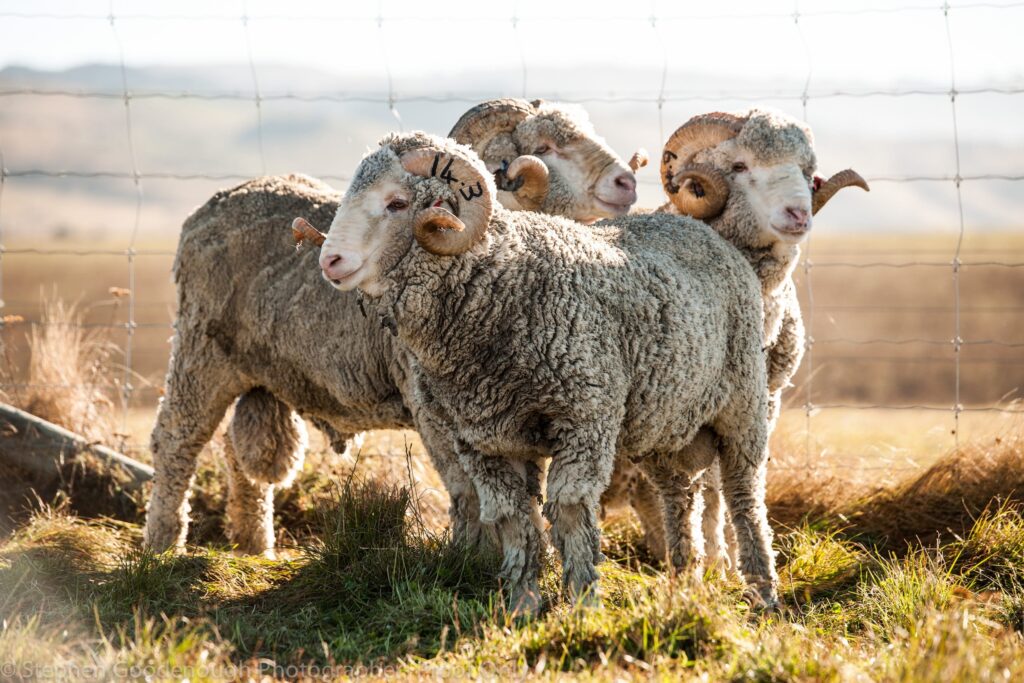 Our Merino Story | Earth Sea Sky